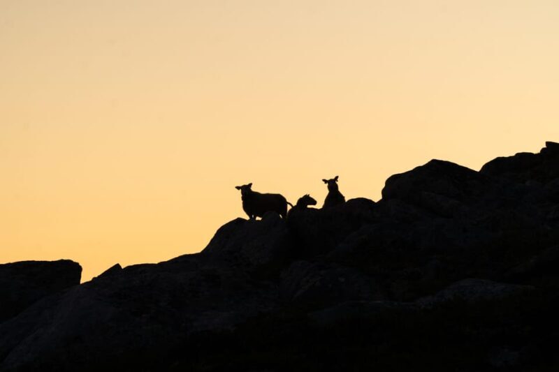 Lofoten Islands: Guided Hiking Into the Wilderness - Uphill - What’s Included and What to Bring