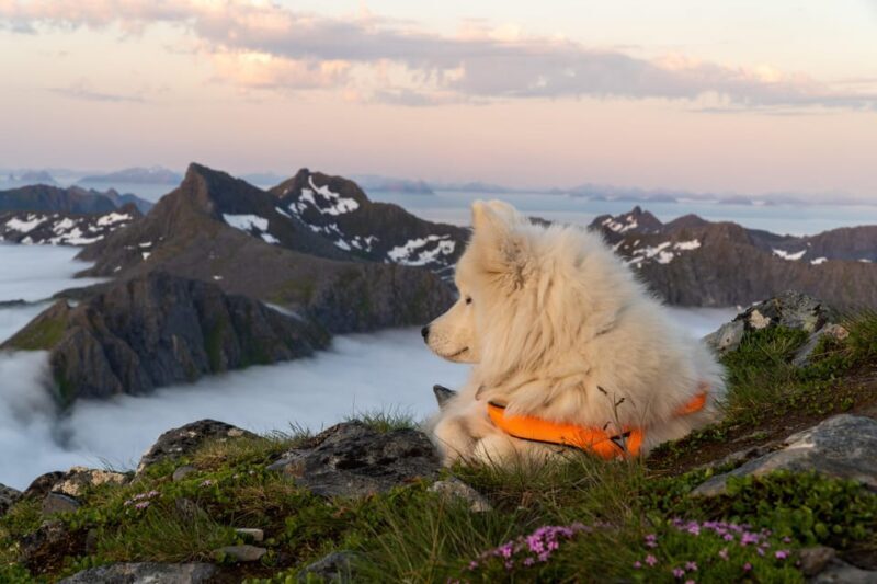 Lofoten Islands: Guided Hiking Into the Wilderness - Uphill - FAQs
