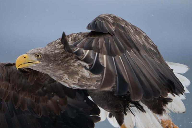 Lofoten: Sea Safari & Sightseeing Adventure by RIB - Key Points