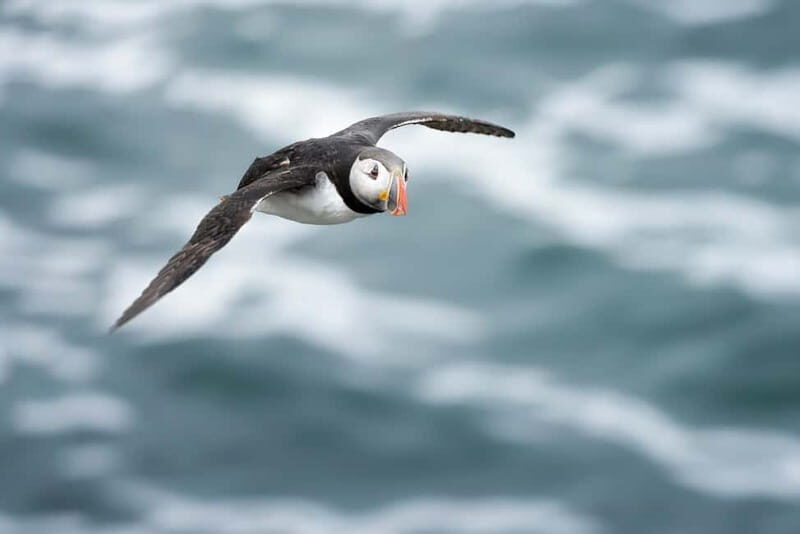 Lofoten: Sea Safari & Sightseeing Adventure by RIB - The Value of an Arctic Marine Safari