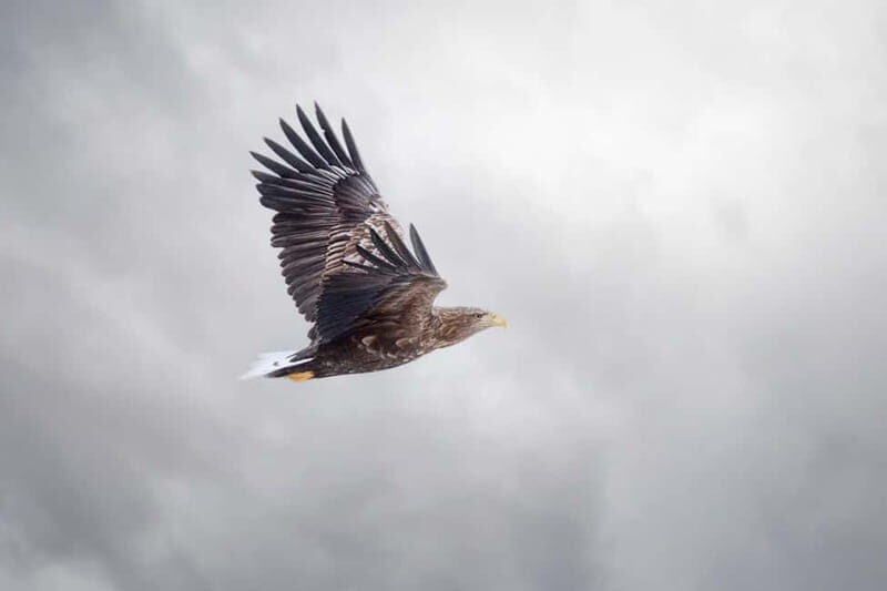 Lofoten: Sea Safari & Sightseeing Adventure by RIB - Who Will Love This Tour?