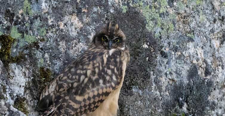 Lofoten: Wildlife Safari - Key Points