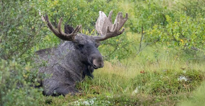 Lofoten: Wildlife Safari - Final Thoughts