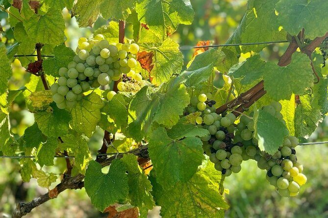 Loire Valley Chambord Castle and Wine Tasting from Paris - A Thorough Look at the Loire Valley Château and Wine Tour