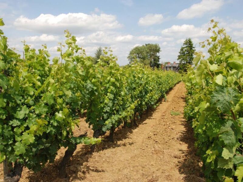 Loire Valley Tour & Wine Tasting Vouvray, Chinon, Bourgueil - Discover the Beauty of the Loire Valley