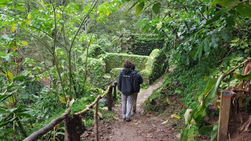 Lomba de São Pedro: Waterfall Hiking Tour with Tea Tasting - Exploring the Waterfall Hiking Tour in Lomba de São Pedro: A Refreshing Adventure in Azores