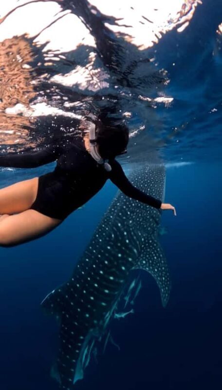 Lombok: 2-Day Whale Shark Snorkeling & Kenawa Island Tour - Key Points
