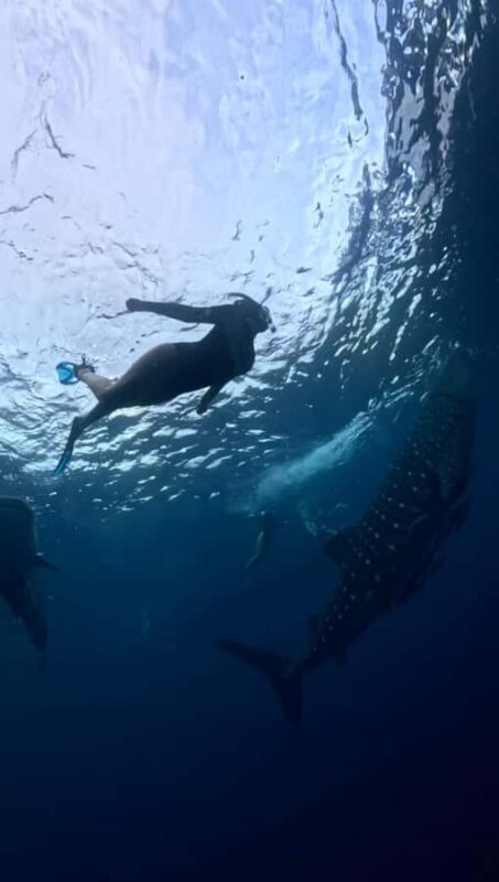 Lombok: 2-Day Whale Shark Snorkeling & Kenawa Island Tour - The Value for Adventurous and Cultural Travelers