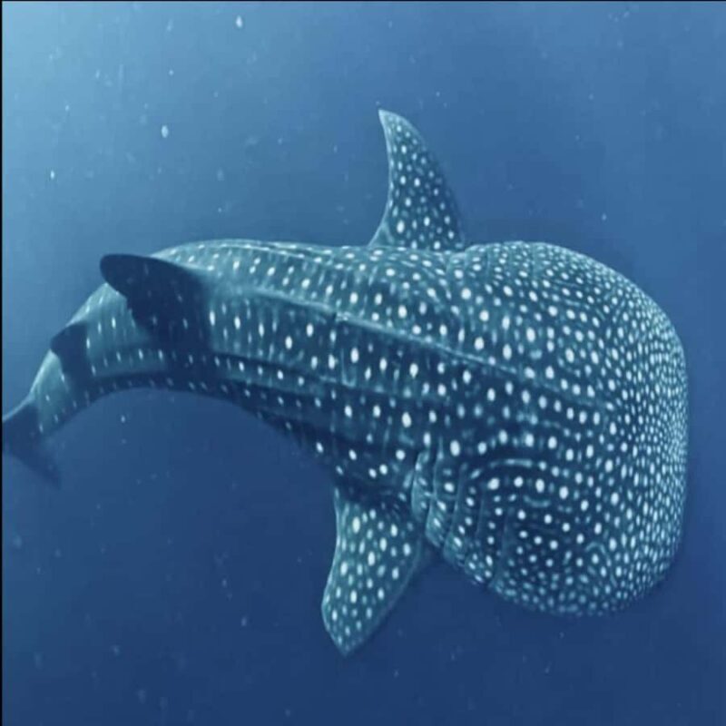 Lombok: 2-Day Whale Shark Tour to Sumbawa with Snorkeling - Key Points