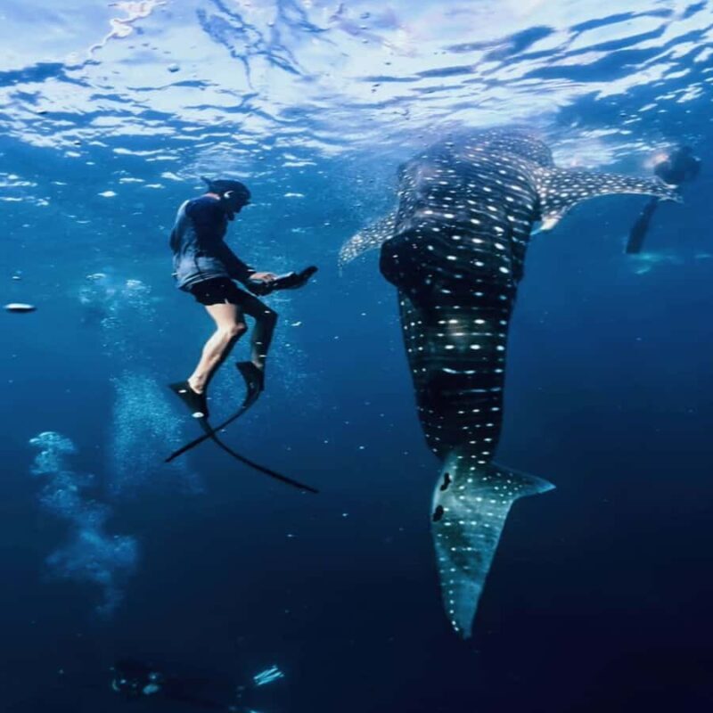 Lombok: 2-Day Whale Shark Tour to Sumbawa with Snorkeling - Who Will Love This Tour?