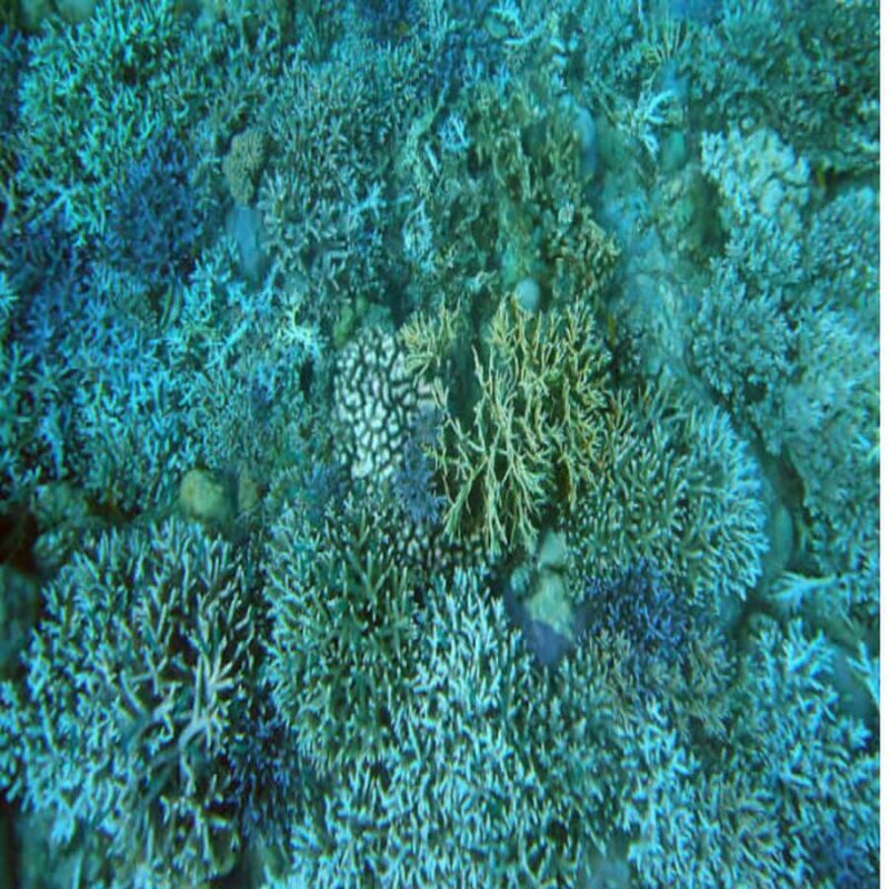 Lombok: 2-Day Whale Shark Tour with Camping & BBQ - Key Points