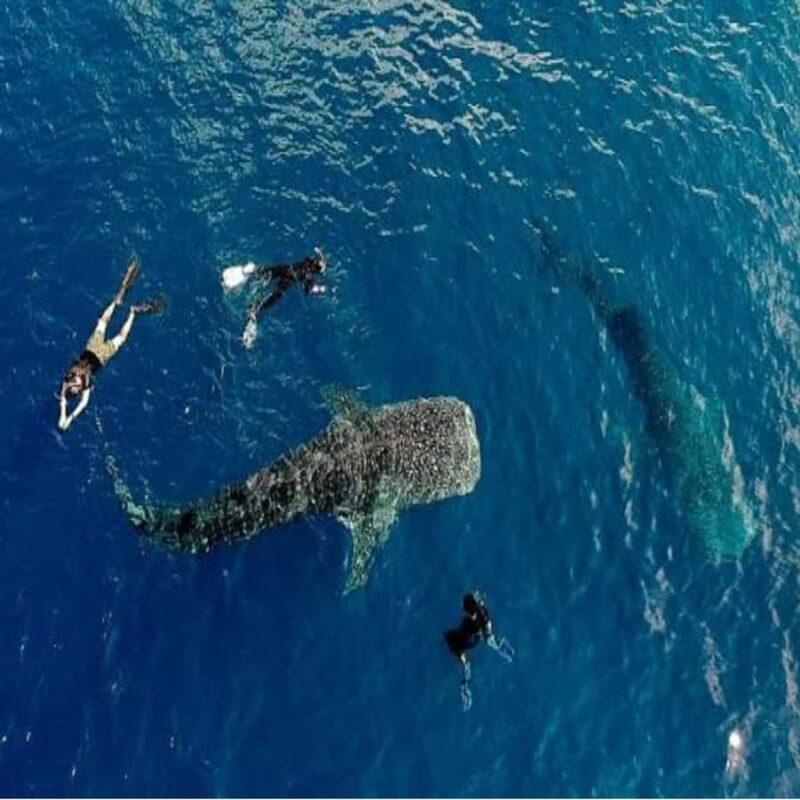 Lombok: 2-Day Whale Shark Tour with Camping & BBQ - FAQ
