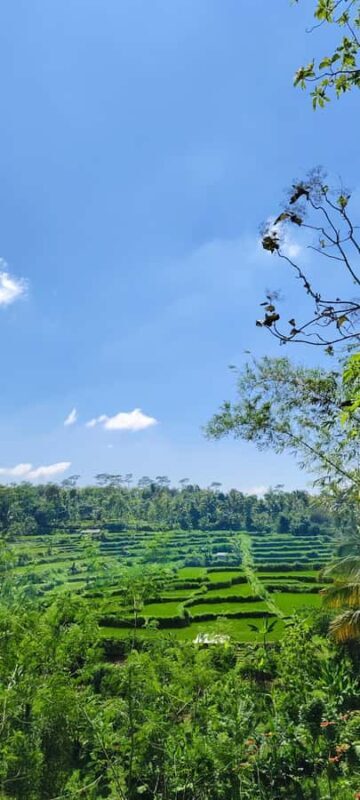 lombok : black monkey , rice terace ,waterfall tetebatu - Key Points