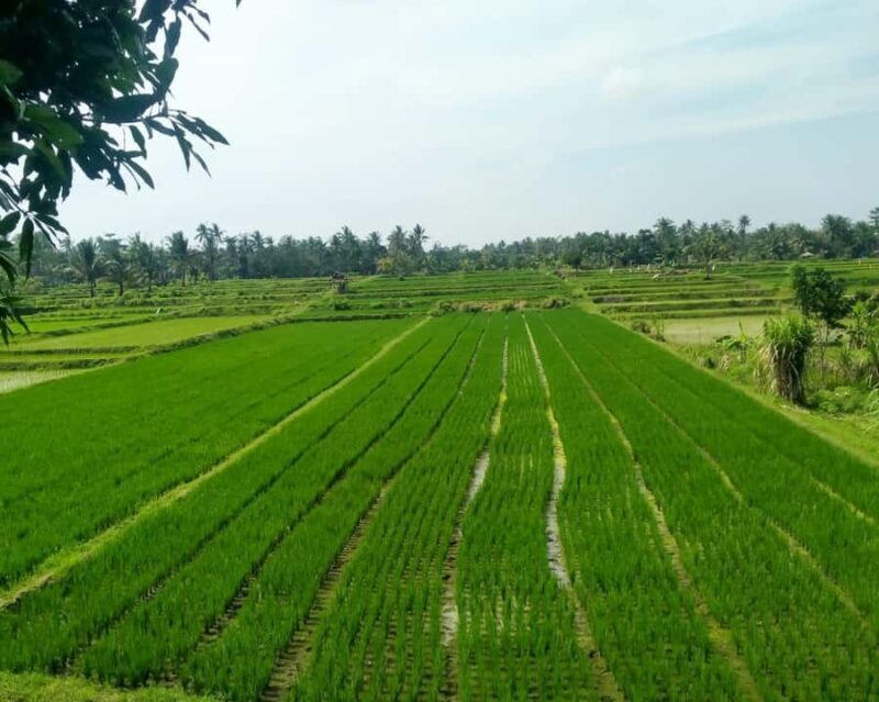 Lombok : City Tour and Atmosphere of Nature Countryside Tour - Frequently Asked Questions