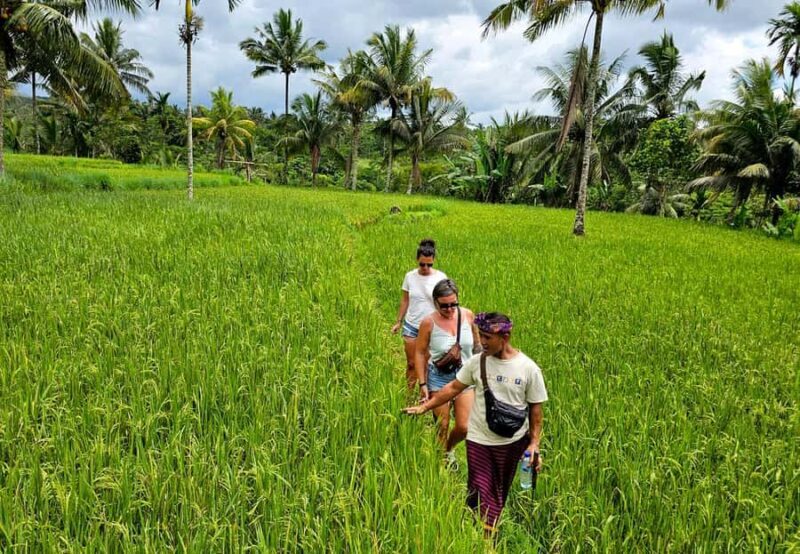 Lombok: Coffee Experience, Rice Terraces & Waterfalls Tour - Key Points