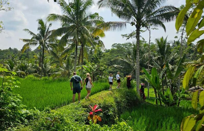 Lombok: Coffee Experience, Rice Terraces & Waterfalls Tour - The Experience’s Strengths and Considerations