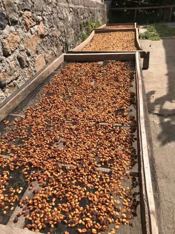 Lombok: Coffee Plantation Tour With Tasting - The Journey in Detail: Why It Matters