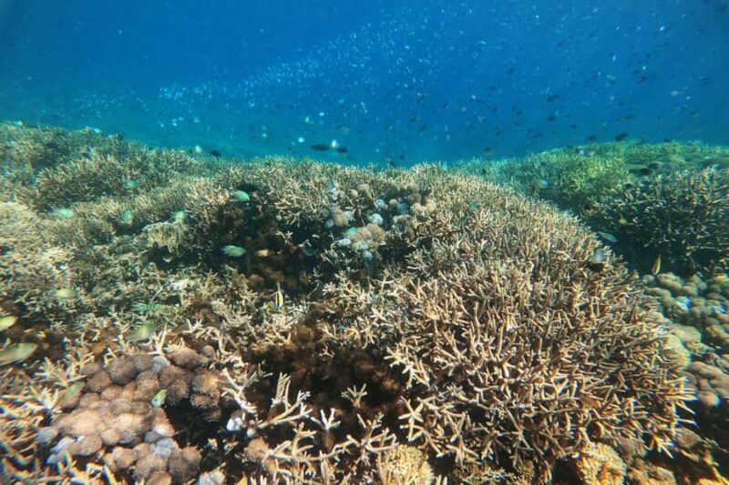 Lombok: East Gili Islands Snorkeling Tour with BBQ Lunch - Key Points