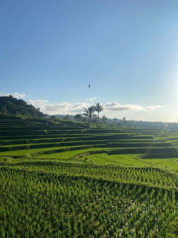 Lombok Escape: Nature, Culture & Sembalun Highlands Day Trip - FAQ
