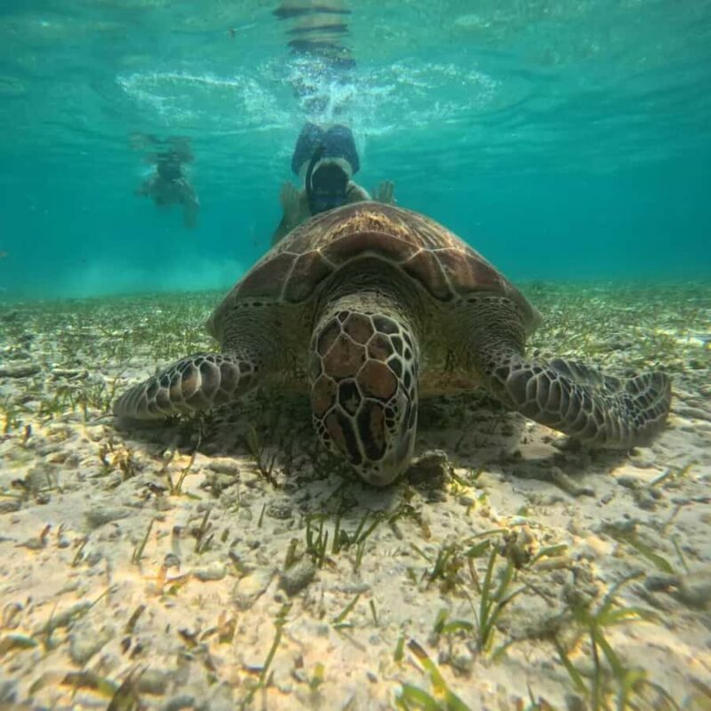 Lombok : Gili Islands Private Snorkeling Tour - FAQs