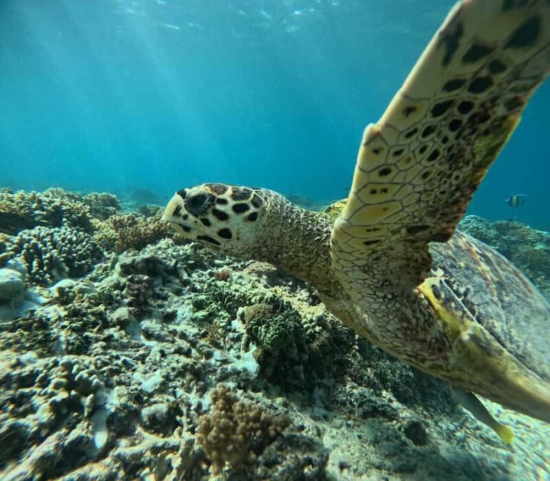 Lombok : Gili Islands Private Snorkeling Tour - Wrapping It Up