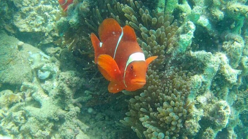 Lombok: Gili Nanggu Sudak and Kedis Snorkeling Tour - First stop: Gili Nanggu – peaceful and abundant with marine life