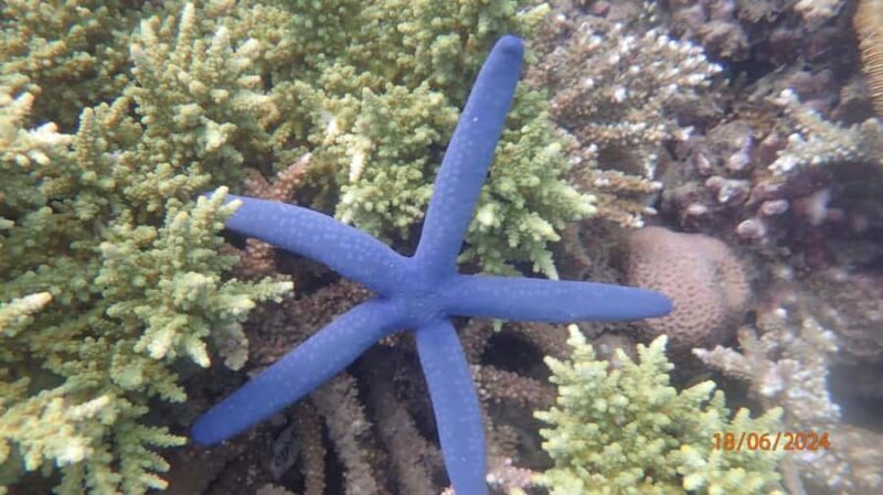 Lombok: Gili Nanggu Sudak and Kedis Snorkeling Tour - What’s in it for you? The value and experience