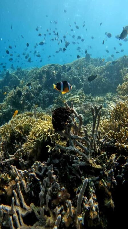 Lombok: Gili Nanggu, Tangkong, Sudak, and Kedis Islands Tour - Returning to Lombok: The Smooth Finish