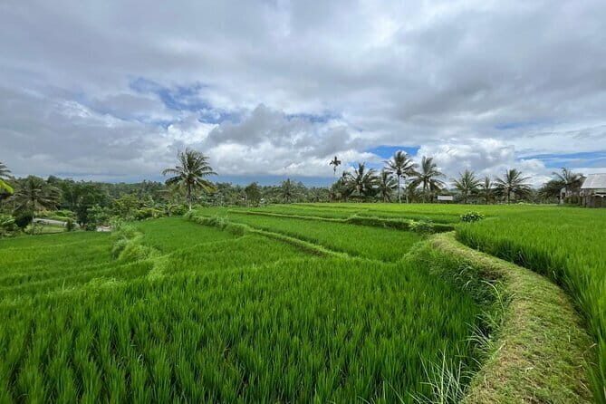 Lombok Half-Day Traditional Herbal Drink Workshop (Jamu Class) - The Sum Up