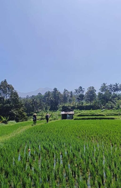 Lombok : hiking- rice terrace & waterfalls tour - The Value of This Tour