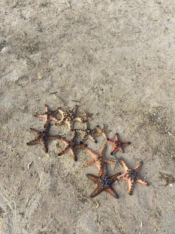 Lombok: Pink Beach Adventure and 3 Gilis - Practical Considerations and Value