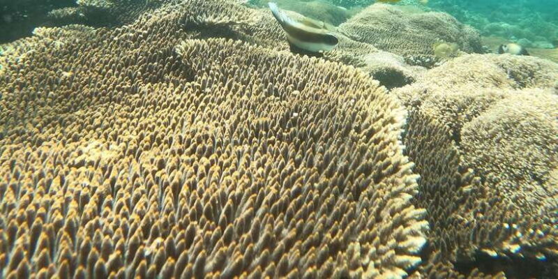 Lombok Pink Beach Boat Trip : Snorkeling & Relaxing - Segui Beach & Gili Pasir (Starfish Island)