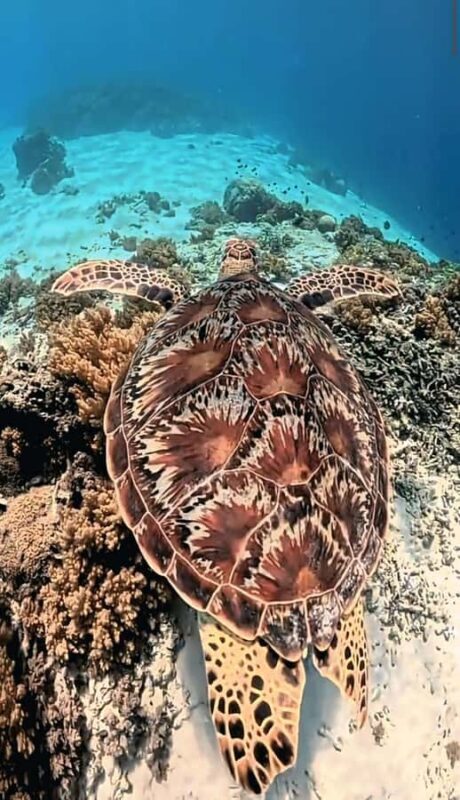 Lombok: Pink Beach & Exclusive Snorkeling Gili Petelu - An In-Depth Look at the Tour