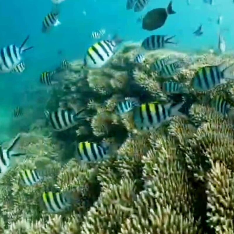 Lombok : Pink Beach Tour, Secret Gili and Snorkeling Tour - Who Will Benefit Most?