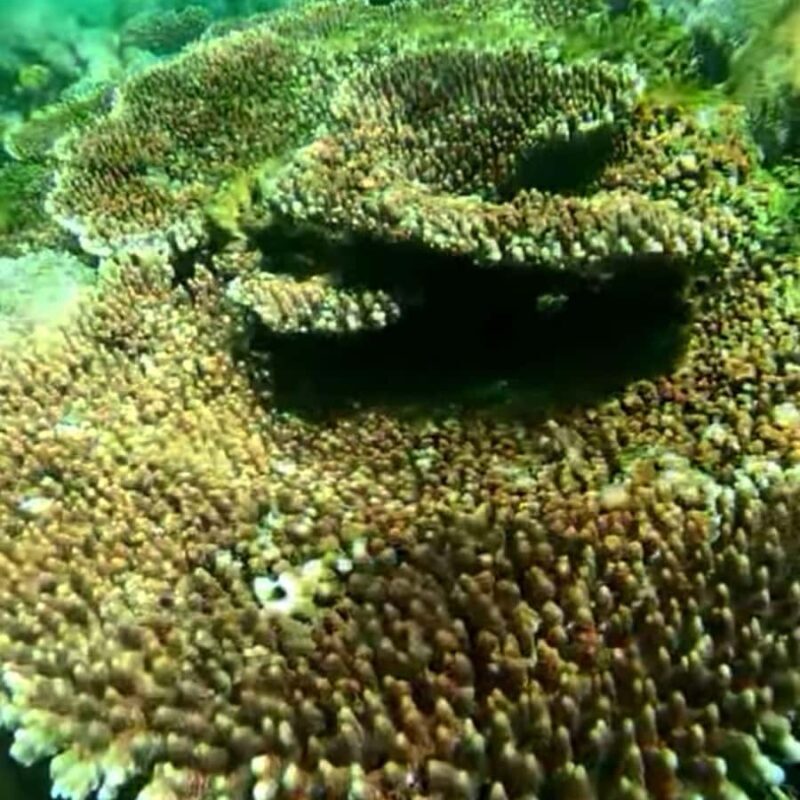 Lombok : Pink Beach Tour, Secret Gili and Snorkeling Tour - The Sum Up