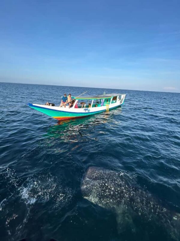 Lombok : Private 2D/1N Whale Shark Tour Lombok Sumbawa - Key Points