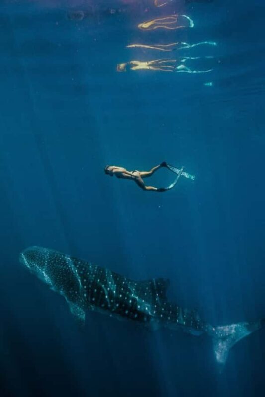 Lombok : Private 2D/1N Whale Shark Tour Lombok Sumbawa - An Authentic Indonesian Marine Adventure with a Personal Touch