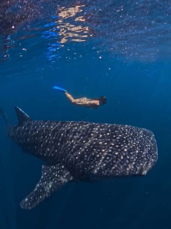 Lombok : Private 2D/1N Whale Shark Tour Lombok Sumbawa - Who Would Love This Tour?