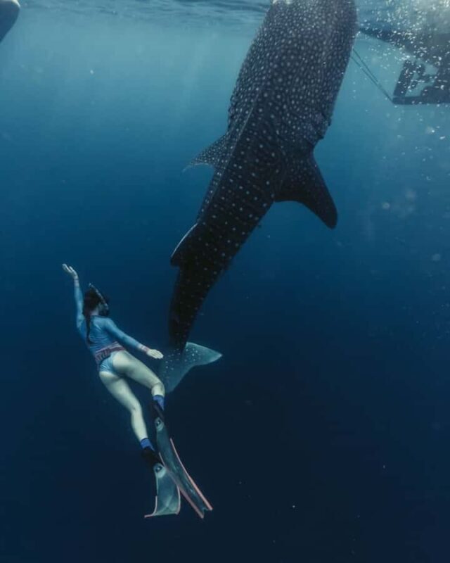 Lombok : Private 2D/1N Whale Shark Tour Lombok Sumbawa - The Sum Up
