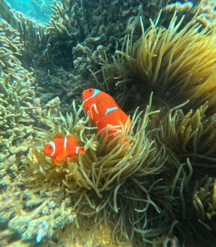 Lombok: Private Snorkeling Trip toGili Asahan, Rengit &Gilis - What Youll Experience on the Water