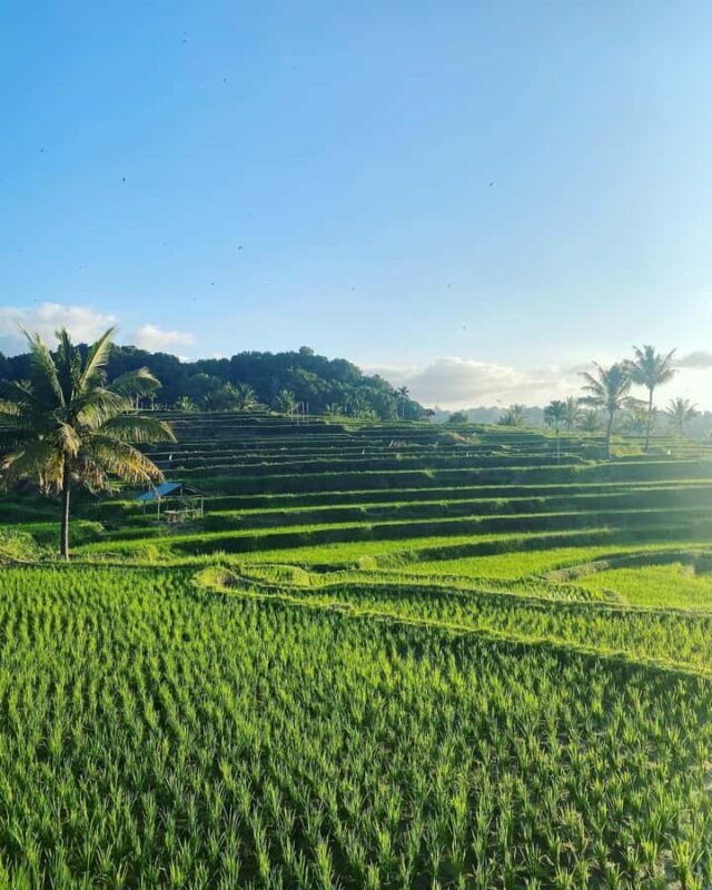 Lombok: Rice Field Terrace, Waterfalls, Culture & Tradition - Frequently Asked Questions
