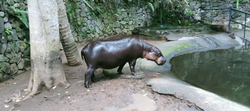 Lombok Safari Wildlife Park, Village and Waterfalls tour - Key Points