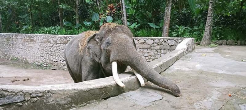 Lombok Safari Wildlife Park, Village and Waterfalls tour - Exploring the Waterfalls: Sendang Gile and Tiu Kelep