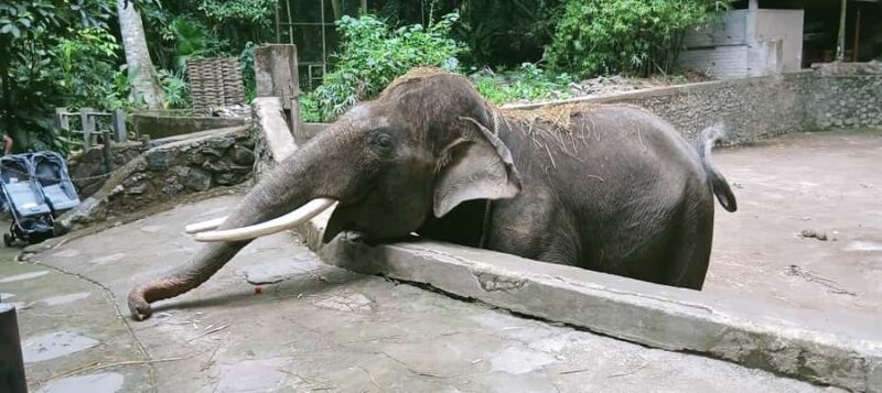 Lombok Safari Wildlife Park, Village and Waterfalls tour - Encountering Wildlife at the Lombok Wildlife Park