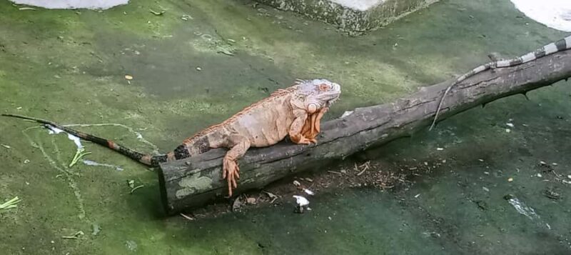 Lombok Safari Wildlife Park, Village and Waterfalls tour - Considering Value & Overall Experience