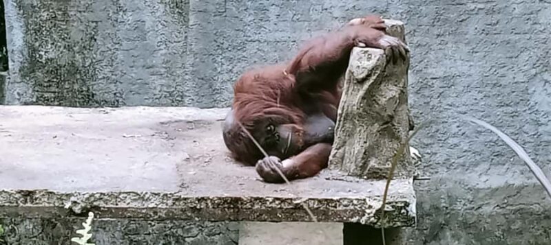 Lombok Safari Wildlife Park, Village and Waterfalls tour - Who Will Enjoy This Tour?