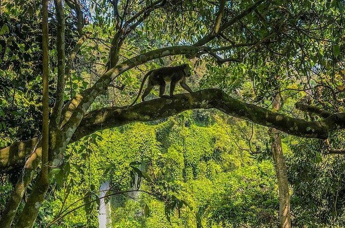 Lombok Sendang Gile and Tiu Kelep Waterfall Adventure Tour - FAQ