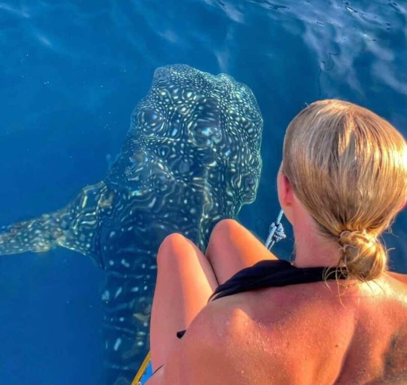 Lombok : Sharing Whale Shark Tour 2 Day 1 Night Sumbawa - Key Points