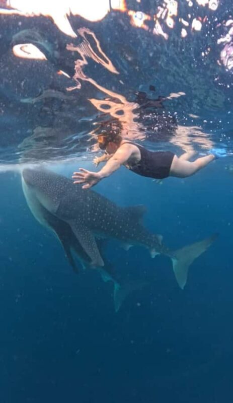 Lombok : Sharing Whale Shark Tour 2 Day 1 Night Sumbawa - An Introduction to the Sumbawa Whale Shark Experience