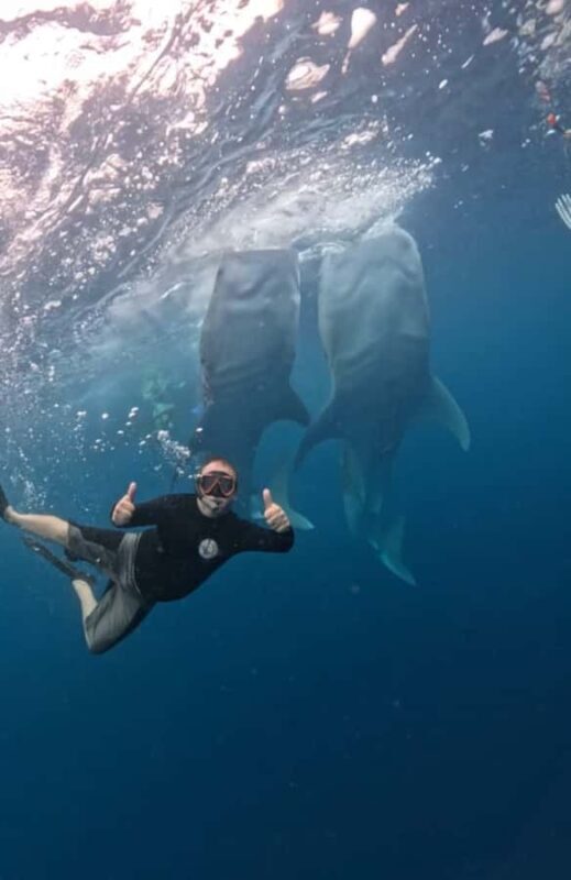 Lombok : Sharing Whale Shark Tour 2 Day 1 Night Sumbawa - Transportation & Comfort